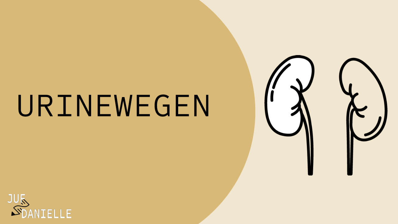 Urinewegstelsel Archieven | Juf Danielle