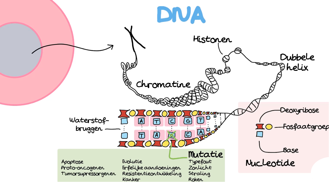 DNA: transcriptie en translatie – Juf Danielle