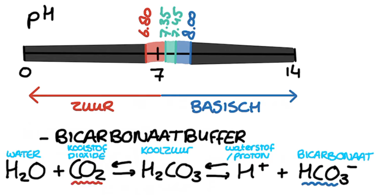 Zuur-base evenwicht: theorie – Juf Danielle