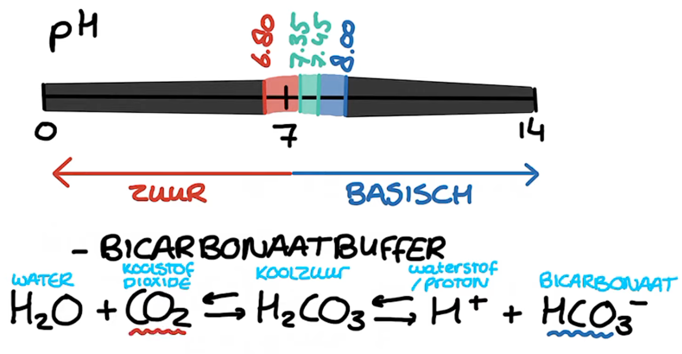 Zuur-base evenwicht: theorie – Juf Danielle