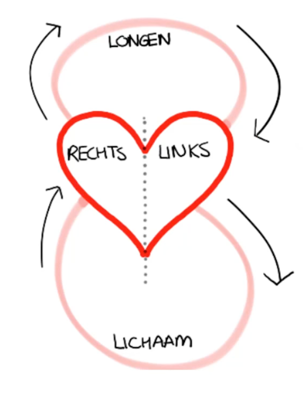 Hart: anatomie en functie – Juf Danielle