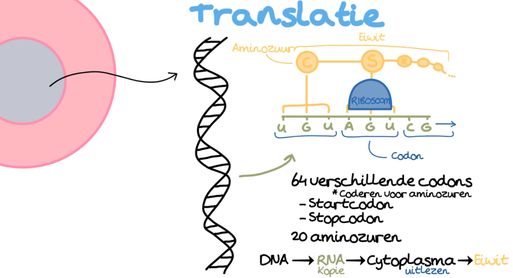 DNA: transcriptie en translatie | Juf Danielle