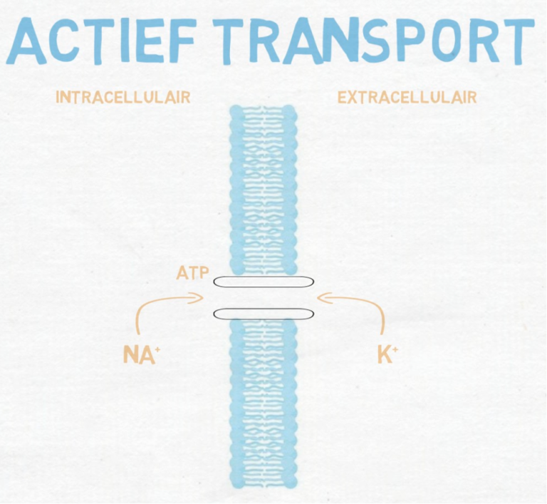 Diffusie, osmose en actief transport – Juf Danielle
