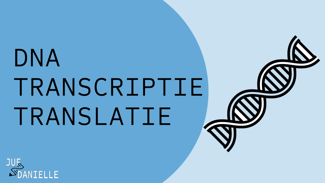 DNA: transcriptie en translatie – Juf Danielle