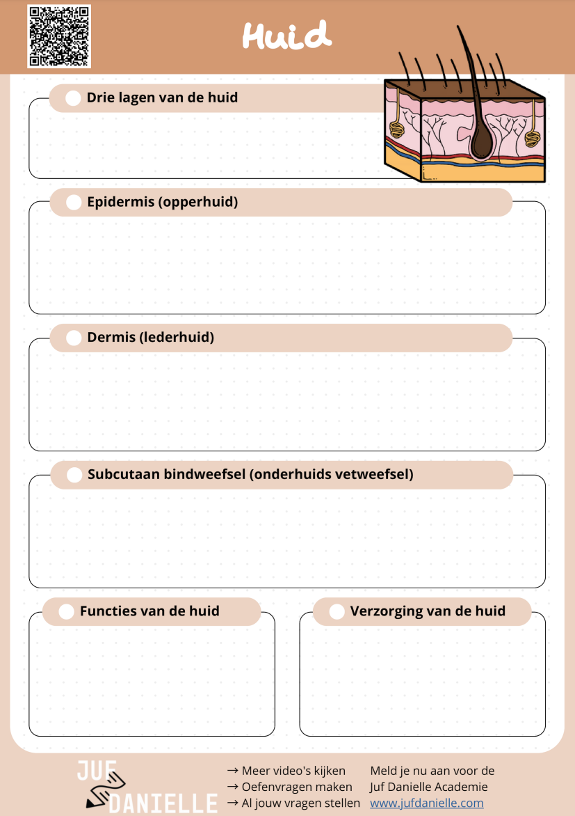 Actieve Samenvatting Huid De Basis – Juf Danielle