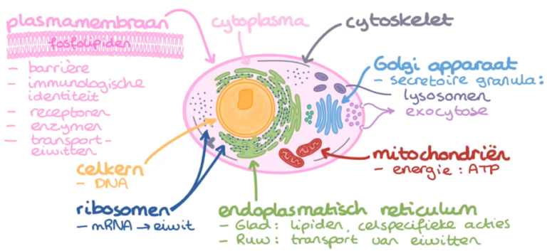 Cel en Organellen – Juf Danielle
