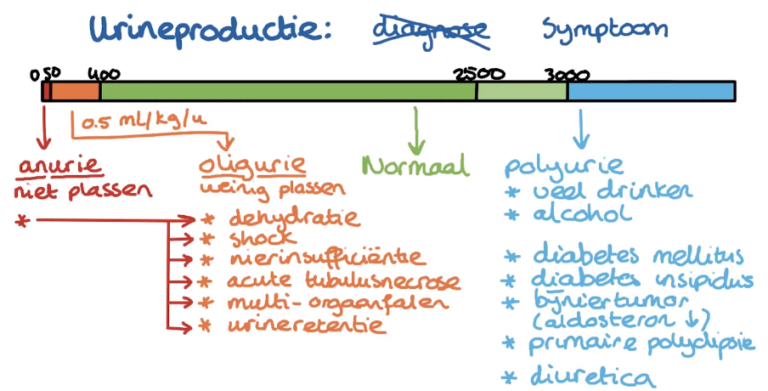 Urine en Urineproductie – Juf Danielle