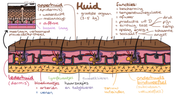 Huid: de basis – Juf Danielle
