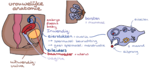 Voortplantingsstelsel: de basis – Juf Danielle