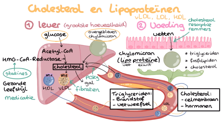 Cholesterol en Lipoproteïnen – Juf Danielle