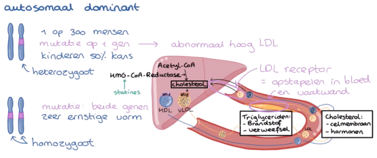 Hypercholesterolemie – Juf Danielle