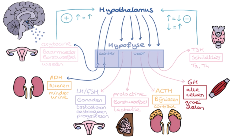 Hormoonstelsel: de basis – Juf Danielle
