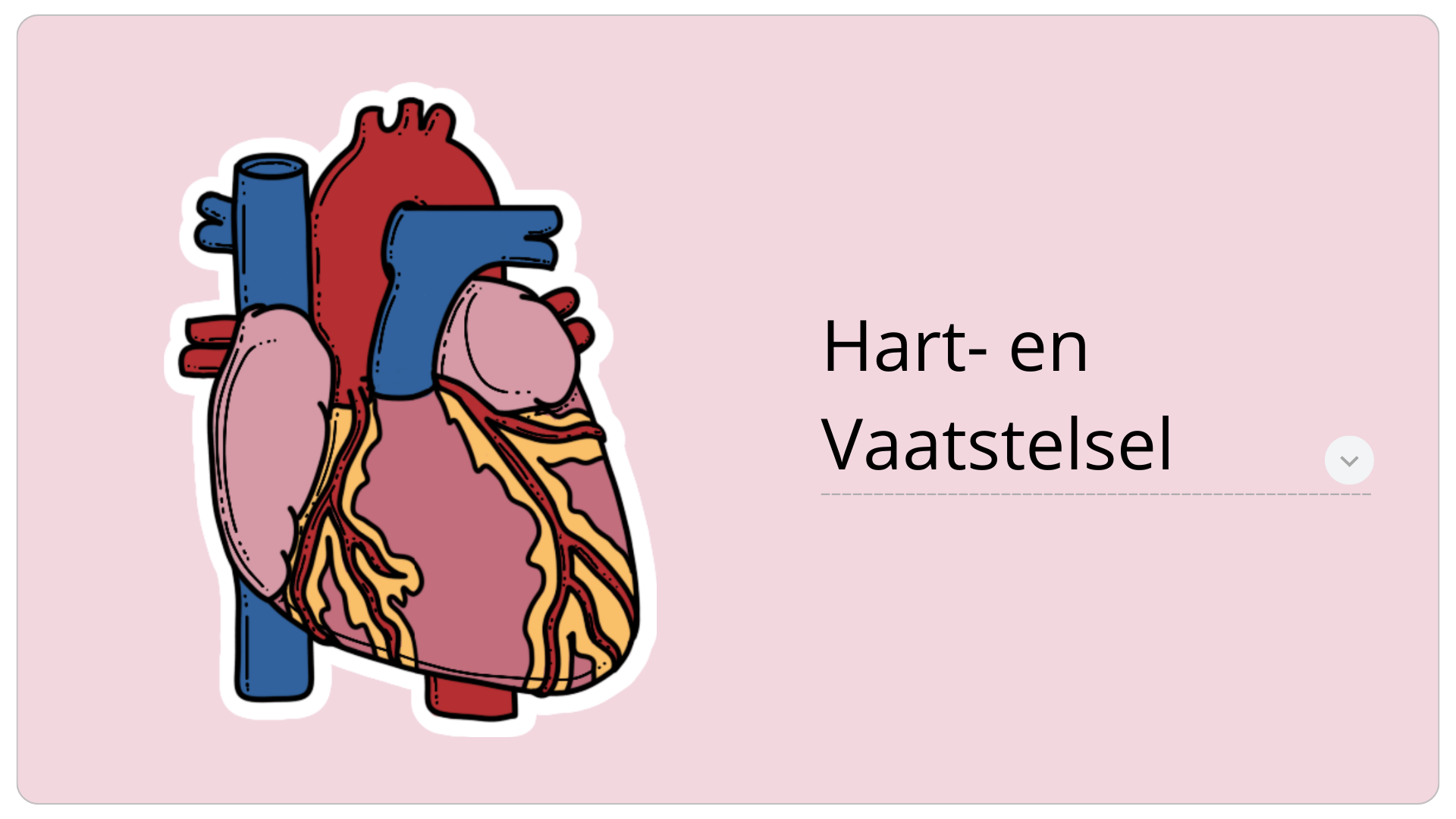 Hart- en Vaatstelsel: de basis – Juf Danielle