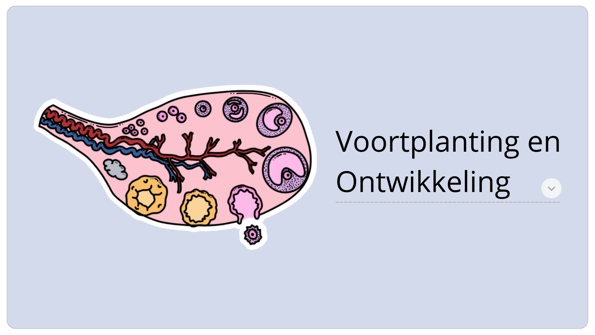 Voortplantingsstelsel: de basis – Juf Danielle
