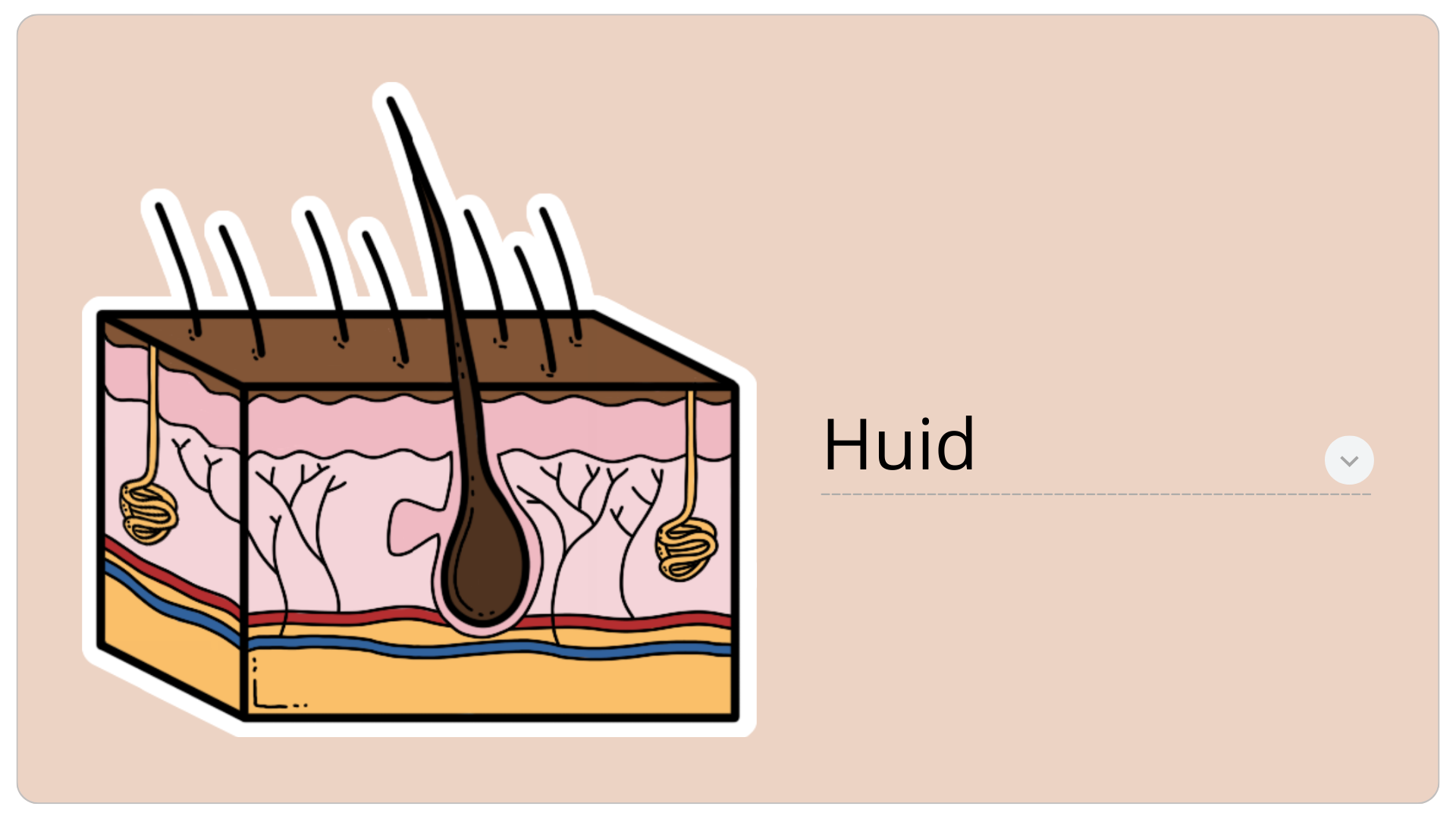 Huid: de basis – Juf Danielle