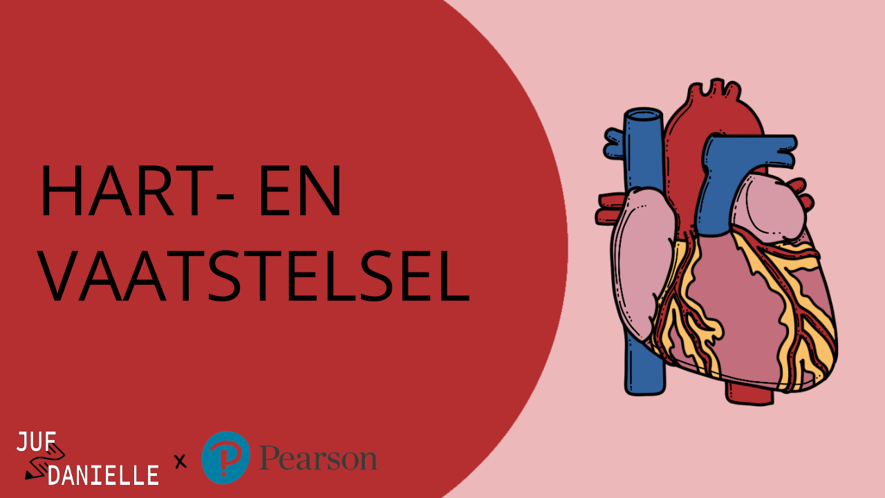 Hart: anatomie en functie – Juf Danielle