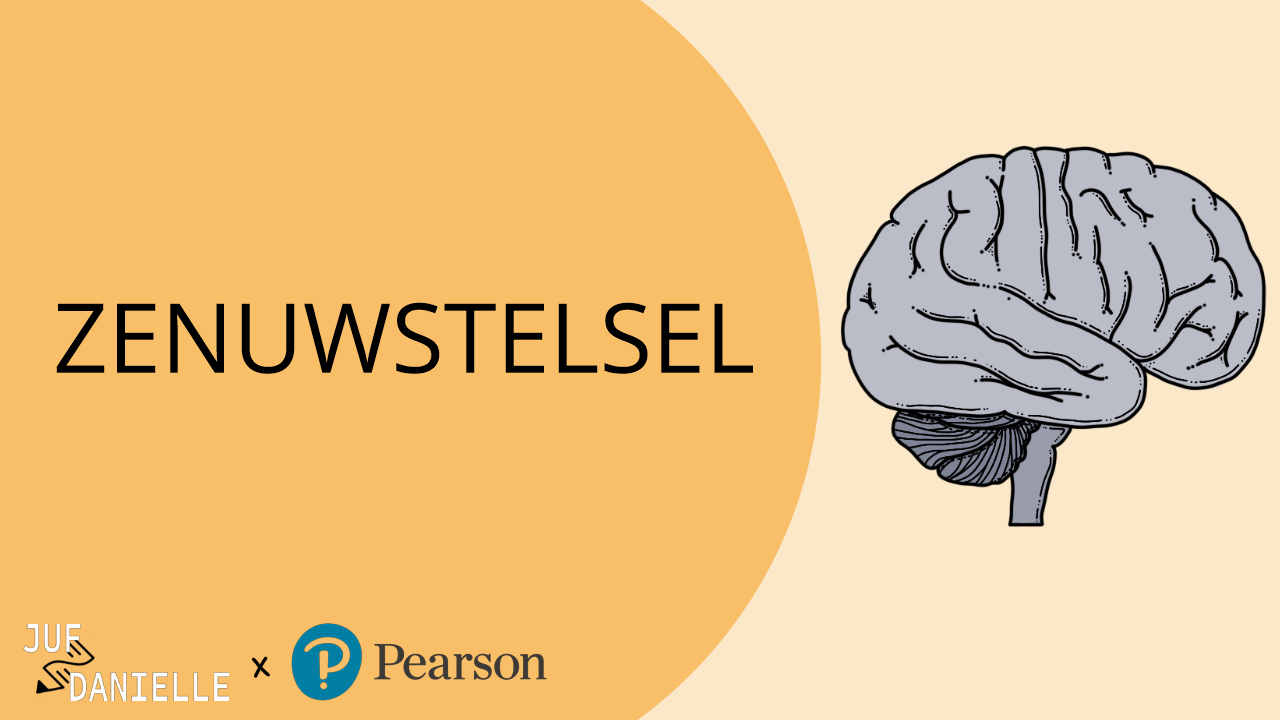 Zenuwstelsel: de basis – Juf Danielle