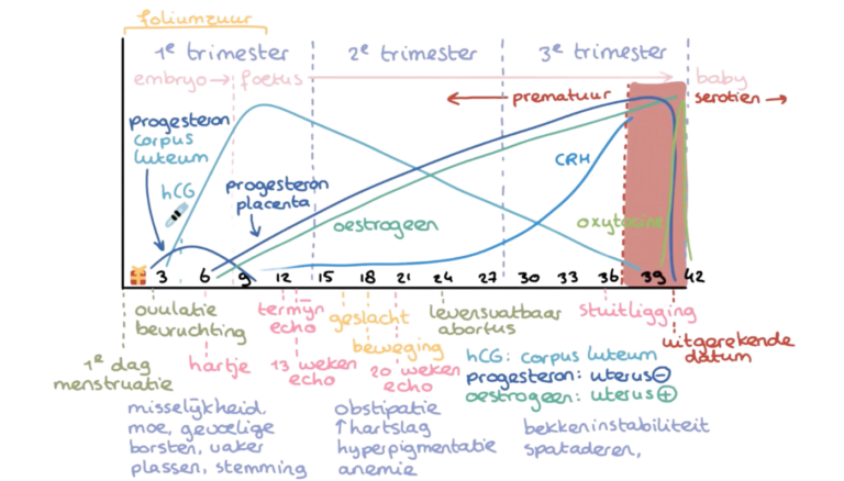 Zwangerschap: de basis – Juf Danielle